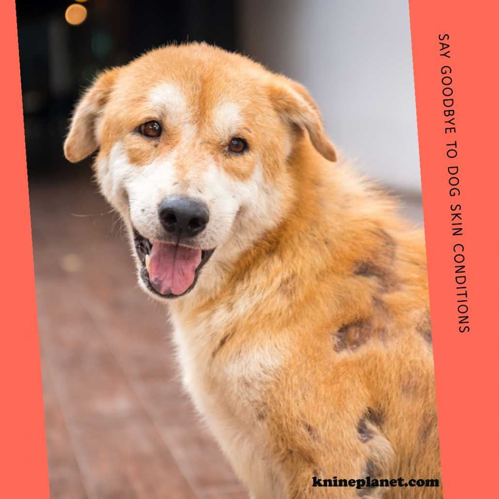 Warning Signs of Dog Skin Conditions You Can't Afford to Miss! - Knine ...